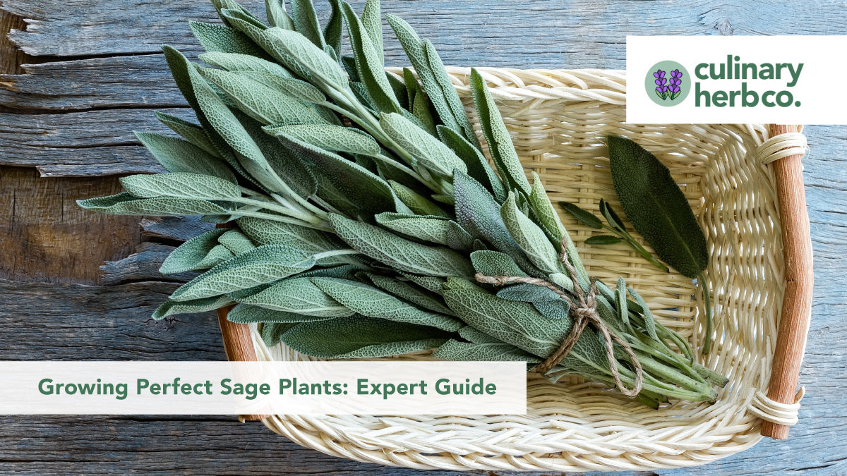 Growing Perfect Sage Plants: Expert Guide / White Sage / Common Sage ...