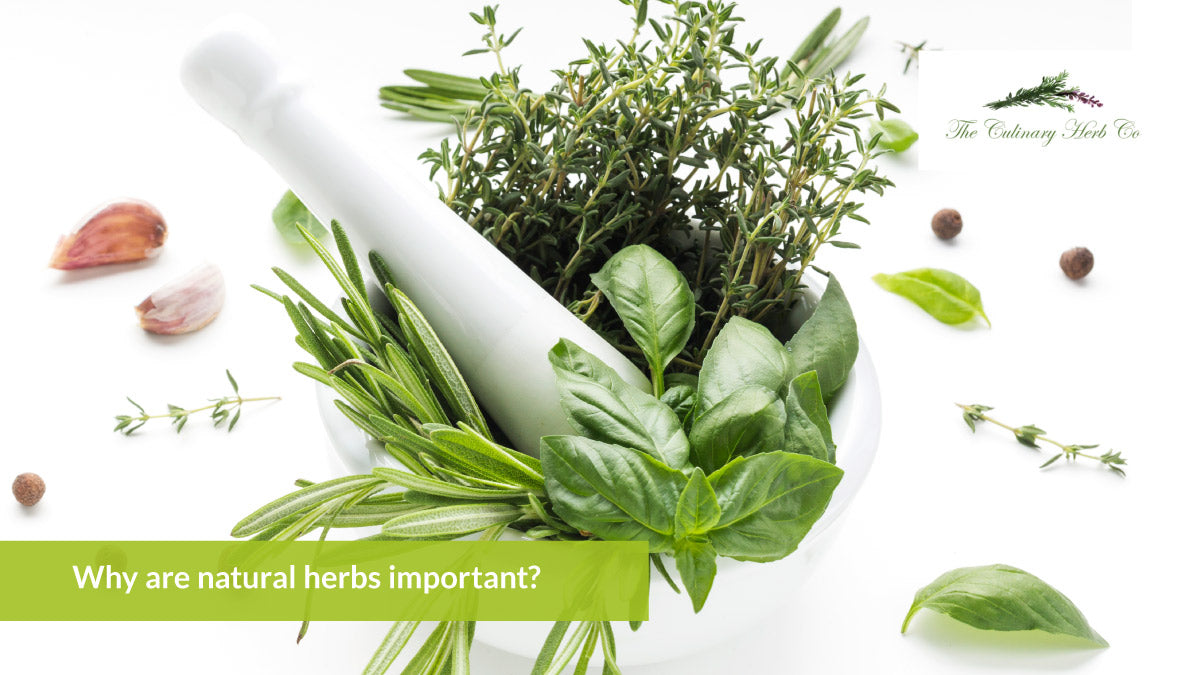Why are natural herbs important? | Culinary Herb Co.