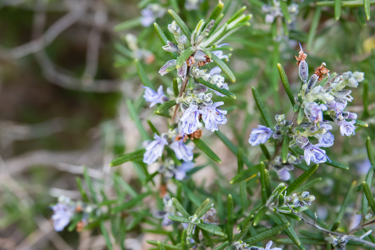 Rosemary Plants / Growing Guide to Rosemary Herbs – Culinary Herb Co.