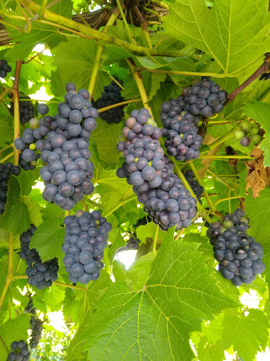 Grape ('Pinot Noir') 12cm | Culinary Herb Co.