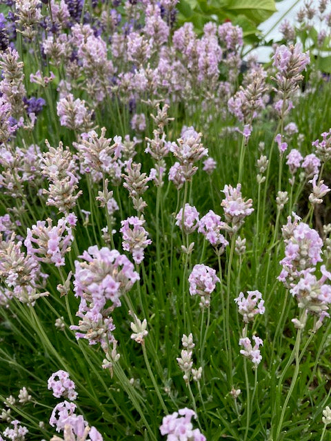 Lavender: Rosea (Lavandula angustifolia 'Rosea') | Culinary Herb Co.