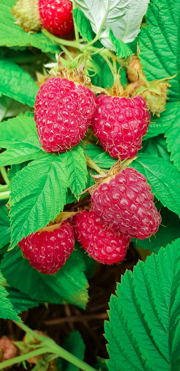 Raspberry (Rubus idaeus 'Mailing Promise') 12cm | Culinary Herb Co.