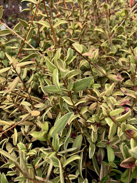 Chilean guava (Ugni molinae ‘Flambeau’) | Culinary Herb Co.