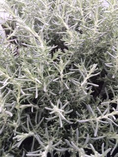 Curry Plant: Dwarf (Helichrysum italicum) | The Culinary Herb Company