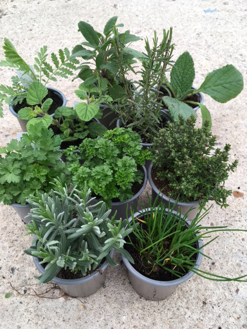 The intermediate herb pack | Culinary Herb Co.