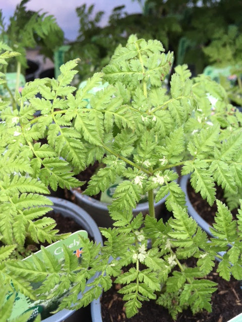 Sweet Cicely (Myrrhis odorata) | Culinary Herb Co.