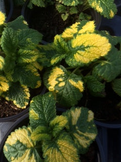 Balm: Lemon Variegated (Melissa officinalis 'Aurea') | Culinary Herb Co.