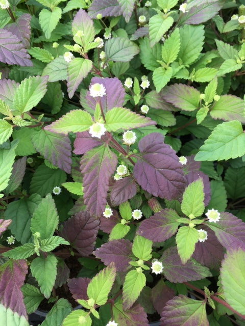 Aztec Sweet Herb (Lippa dulcis) | Culinary Herb Co.