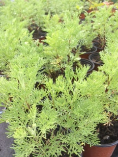 Cola Plant (Artemisia abrotanum var. maritma) | Culinary Herb Co.