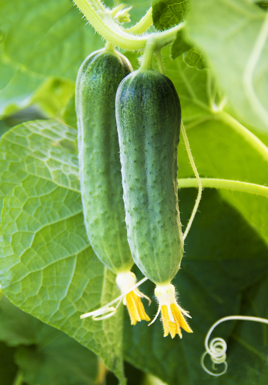 Cucumber (Burpless Tasty Green) - Buy Vegetable Plants Online – The ...
