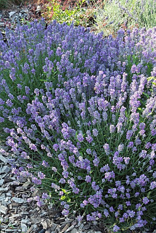 Lavender: Little lady (Lavandula angustifolia ‘Little lady’)