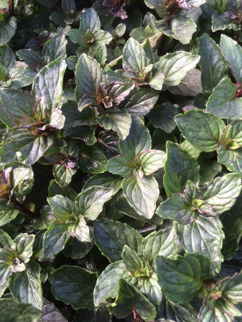 Mint: After Eight (Mentha x piperita 'After Eight') | Culinary Herb Co.