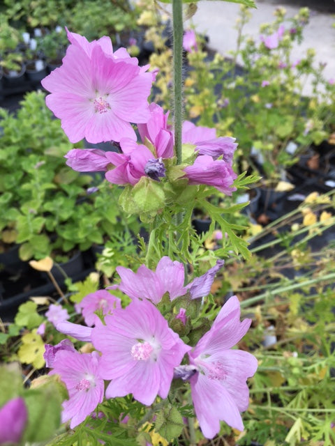 Mallow: Musk (Malva moschata) | The Culinary Herb Company – Culinary ...