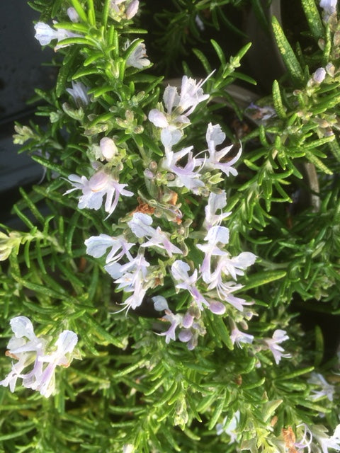 Rosemary Prostratus Ground Cover Rosemary Prostratus : Buy Rosemary