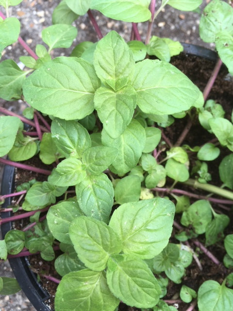 Mint: Watermint (Mentha aquatica) | Culinary Herb Co.